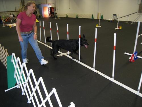 Agility Classes at the Academy of Dog Training and Agility / Swimming ... Agility Classes at the Academy of Dog Training and Agility / Swimming ...